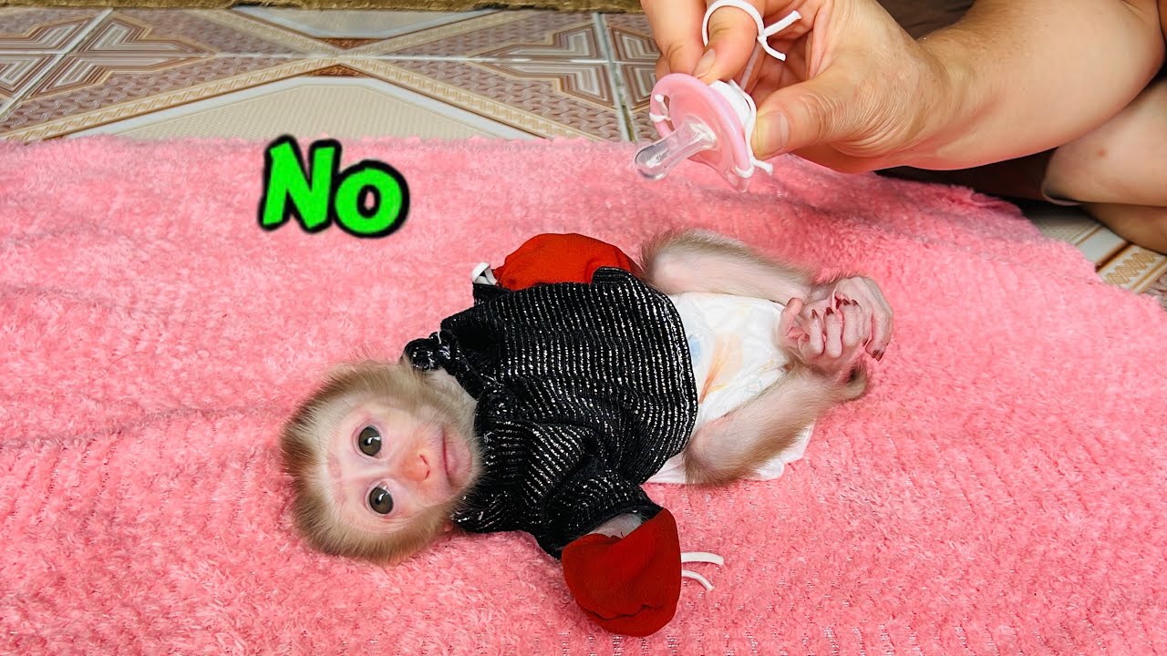 Mom helps Tina the monkey stop her bad habit of sucking her thumb - YouTube