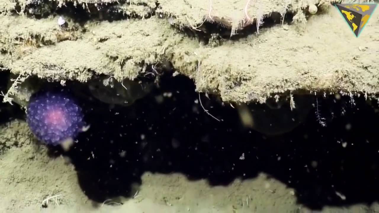 Explorers spot mysterious purple orb on ocean floor - YouTube
