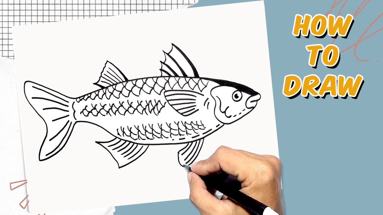 How to Draw Grey Mullet Fish - YouTube