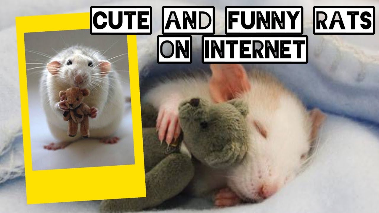 Cute and Funny Rats🐁on Internet | Compilation - YouTube