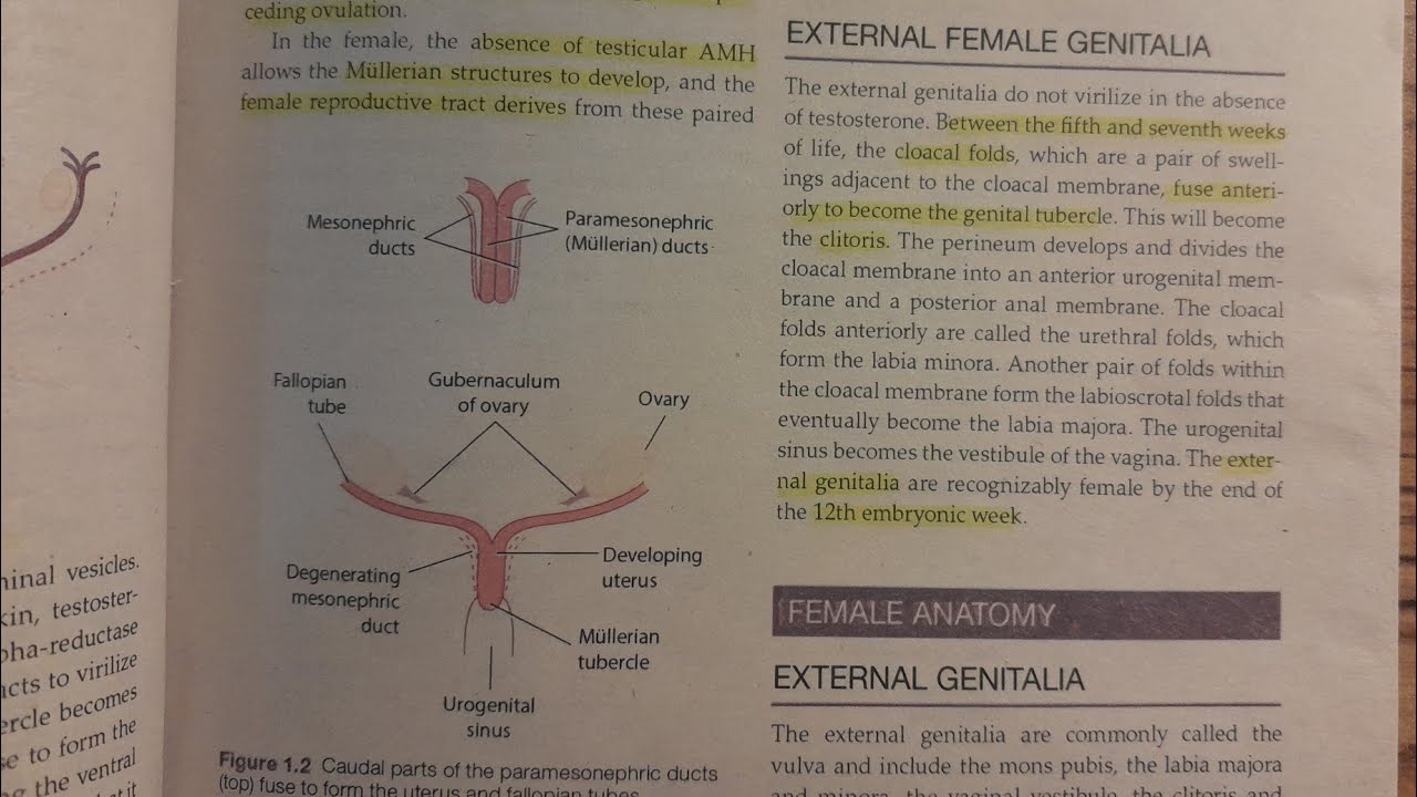 Normal and Abnormal Development of Female Genital Tract - GYNAECOLOGY ...