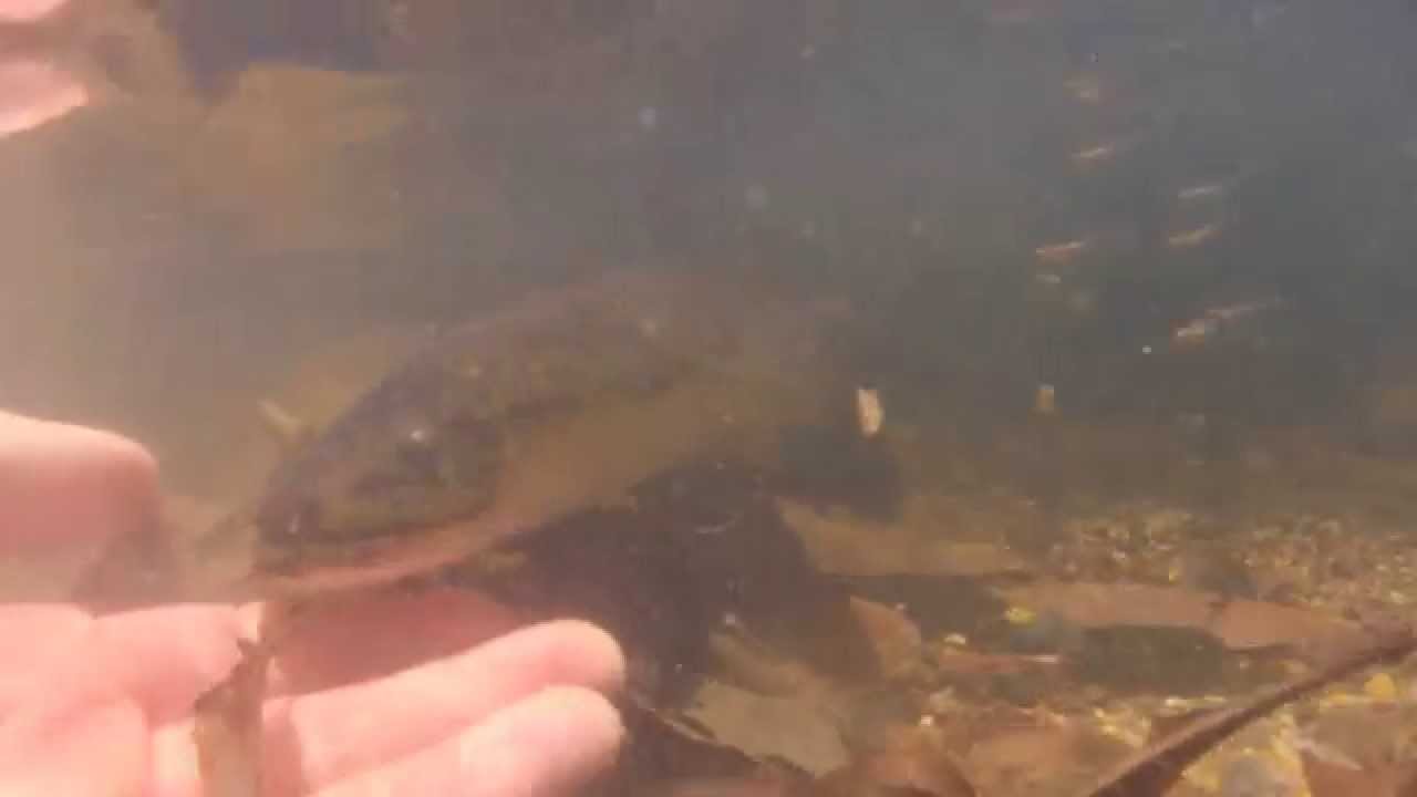 Jungle Survival Catching EELS By Hand! - YouTube