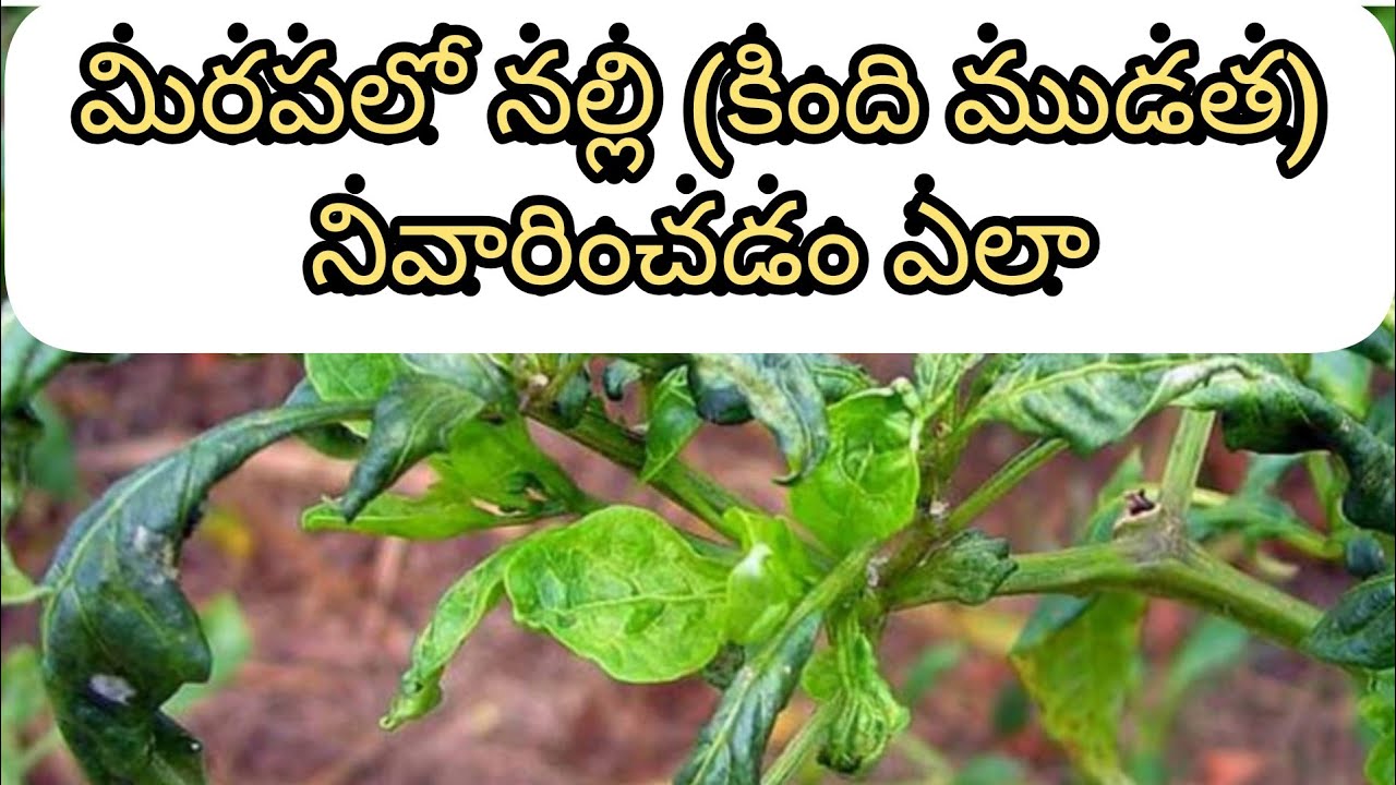 మిరపలో తెల్ల నల్లి (కింది ముడత) సమగ్ర నివారణ చర్యలు (mite damage in ...
