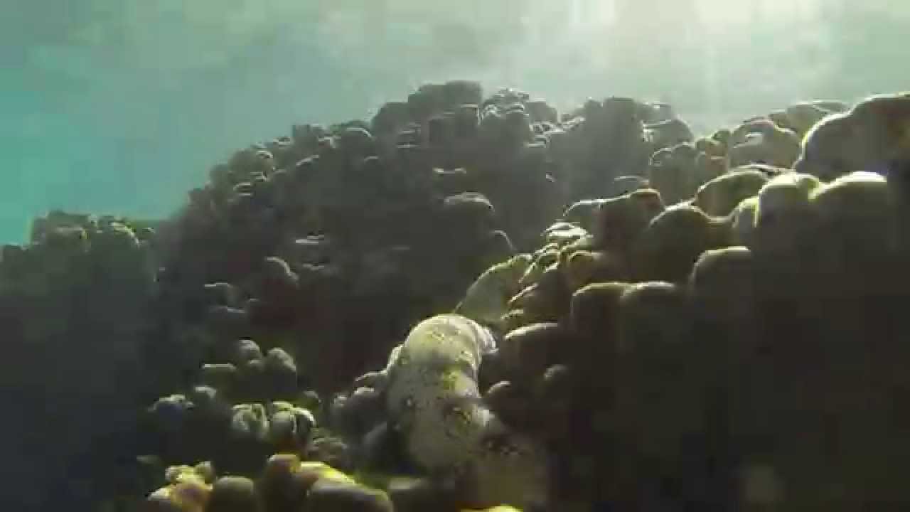 Horned Moray - YouTube