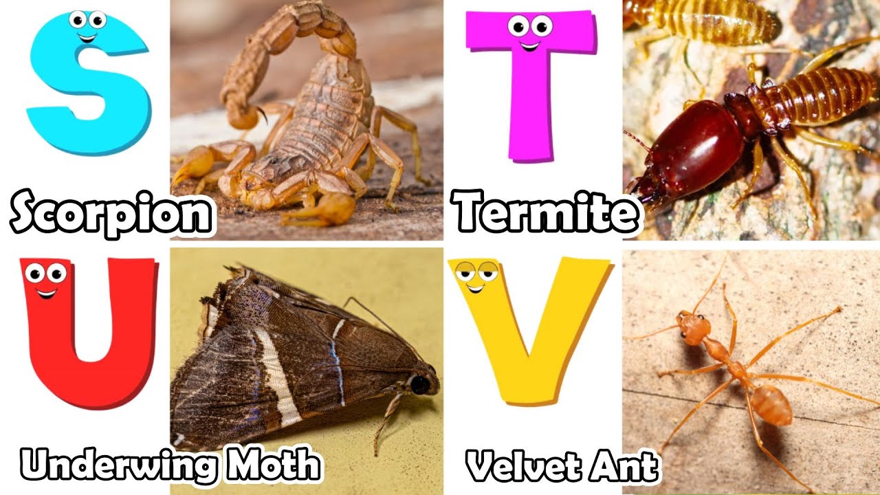 ABC Insects Song | A to Z Insects Song | Insects Alphabet song ...