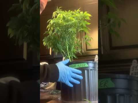 Educational purposes only Super cropping and lollipop marijuana plant