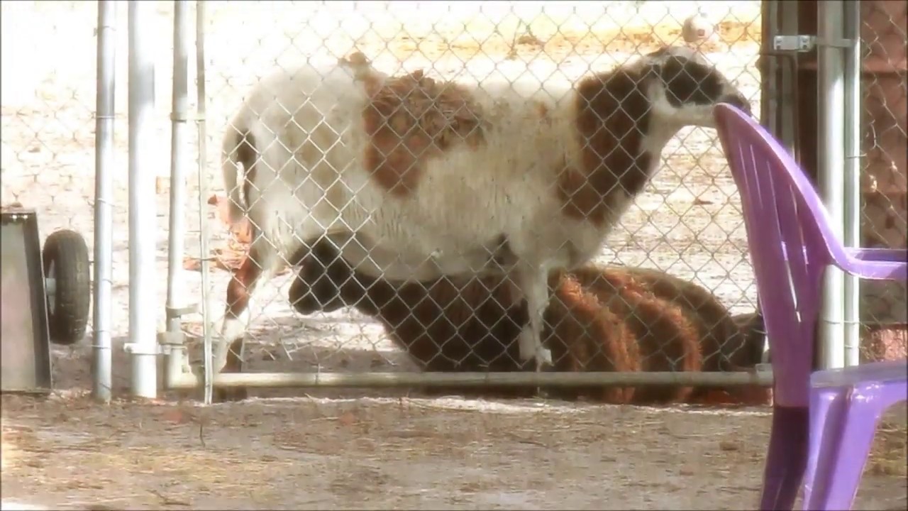 Cookie our Sheep is Due Soon! Labor Signs in Sheep. - YouTube