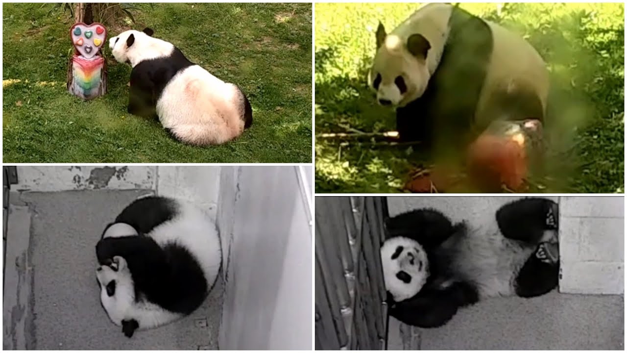 Ice cakes for Mei Xiang & Tian Tian on IFED (International Family ...