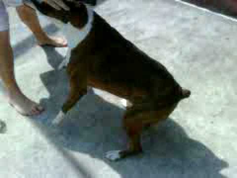 Boxer dog BRUTALLY ATTACKS man!!! - YouTube