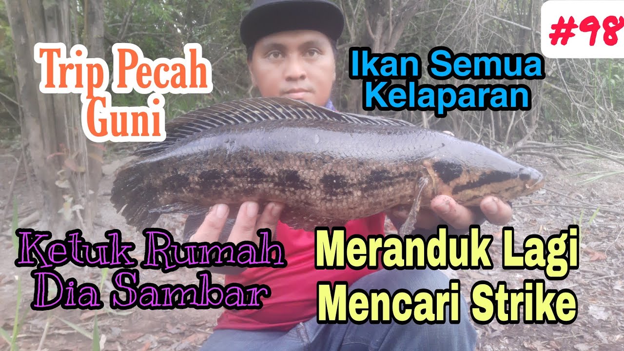 Misi Bujuk/Kayu Buruk Pecah Guni || Banyak Ikan Dekat Sini - YouTube