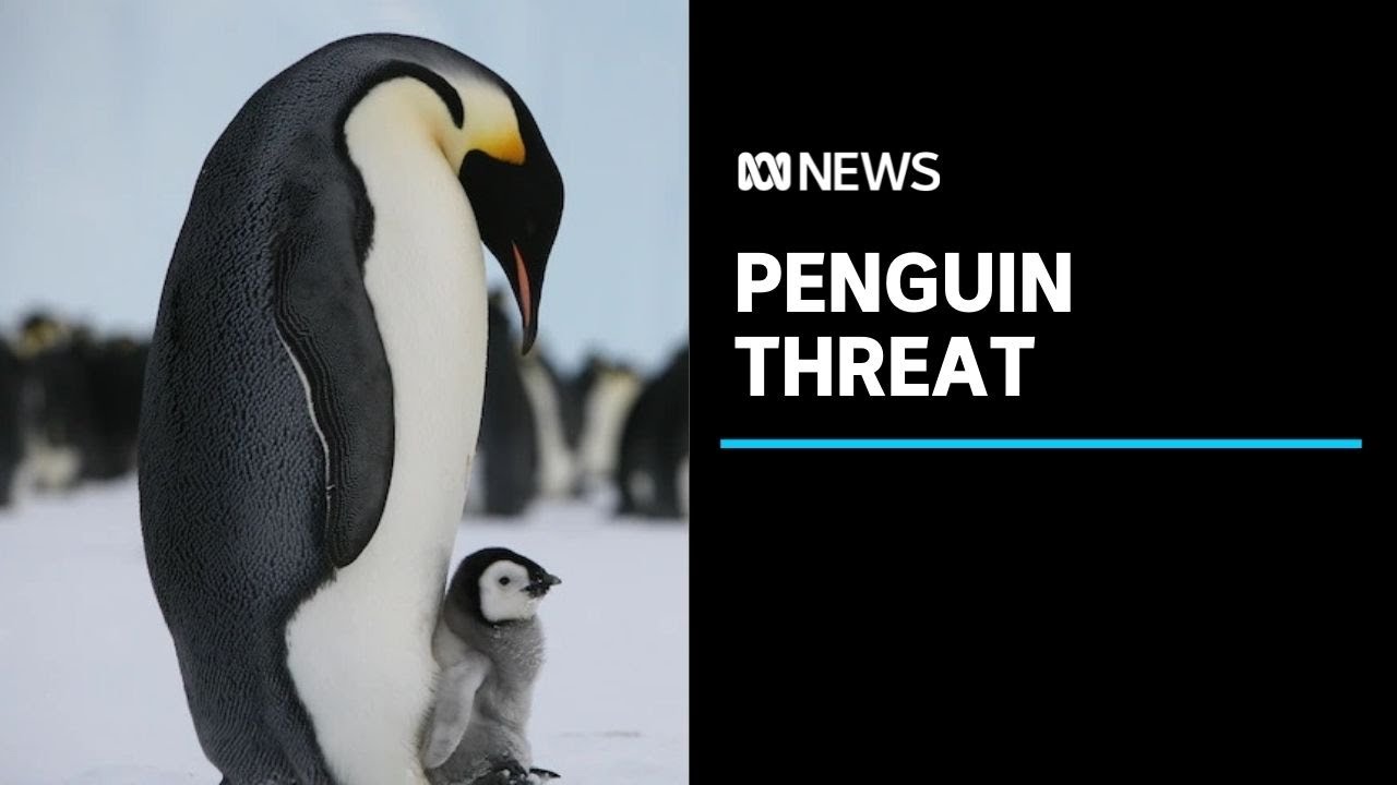 Adaptation Of Penguins Evolutionary And Biogeographical History Of