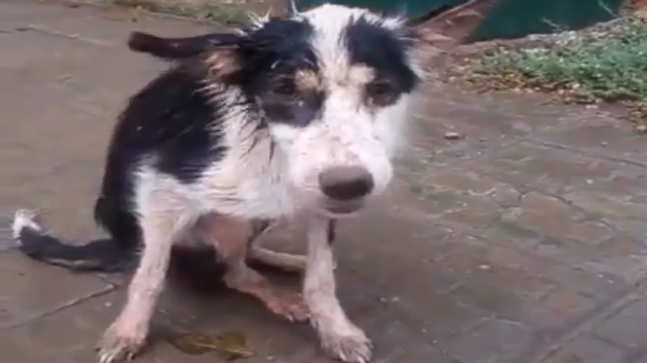 Rescue the poor dog, abandoned on the road, in a state of severe ...