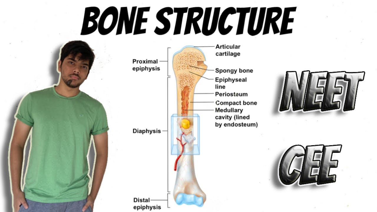 Animal Tissue - Bone structure (CEE/NEET) VIDEO 16 - YouTube