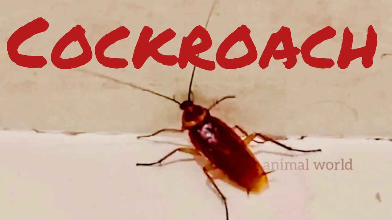 Sri Lankan Cockroach - YouTube