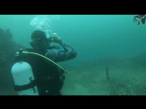 Маслен нос. Котви, морски котки и половин дузина водолази