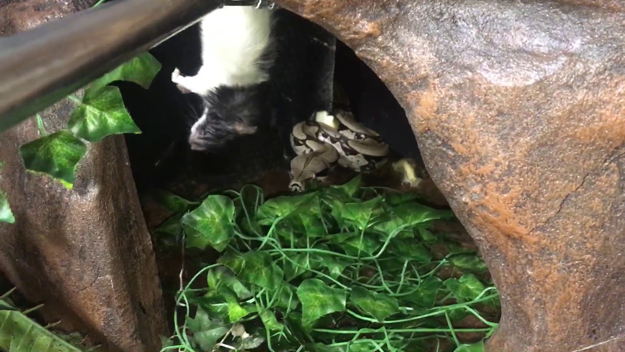 Red tail boa feeding (bcc) - YouTube