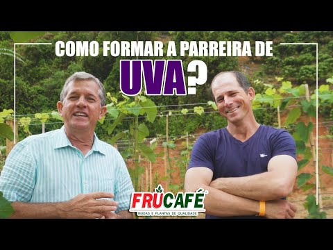 Como Formar Parreira de UVA, Corretamente?