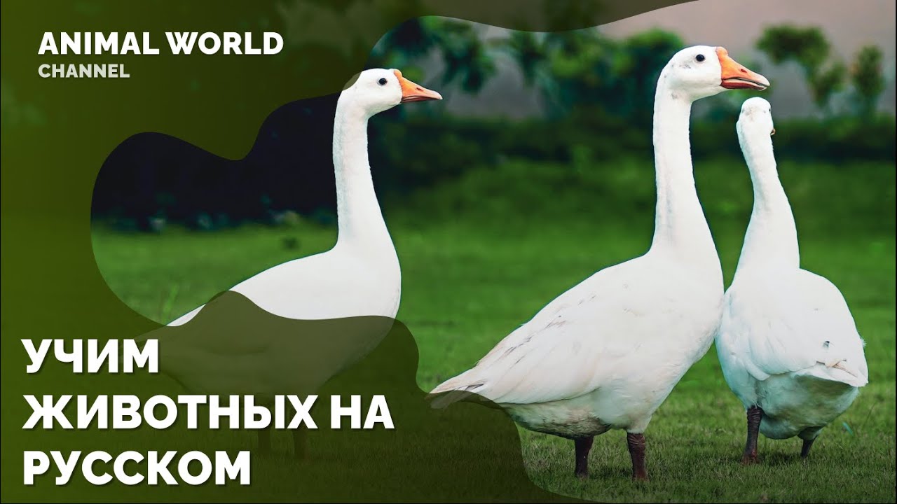 Learn Animals in Russian | Cow, Chicken, Cat, Horse | Animal Sounds ...
