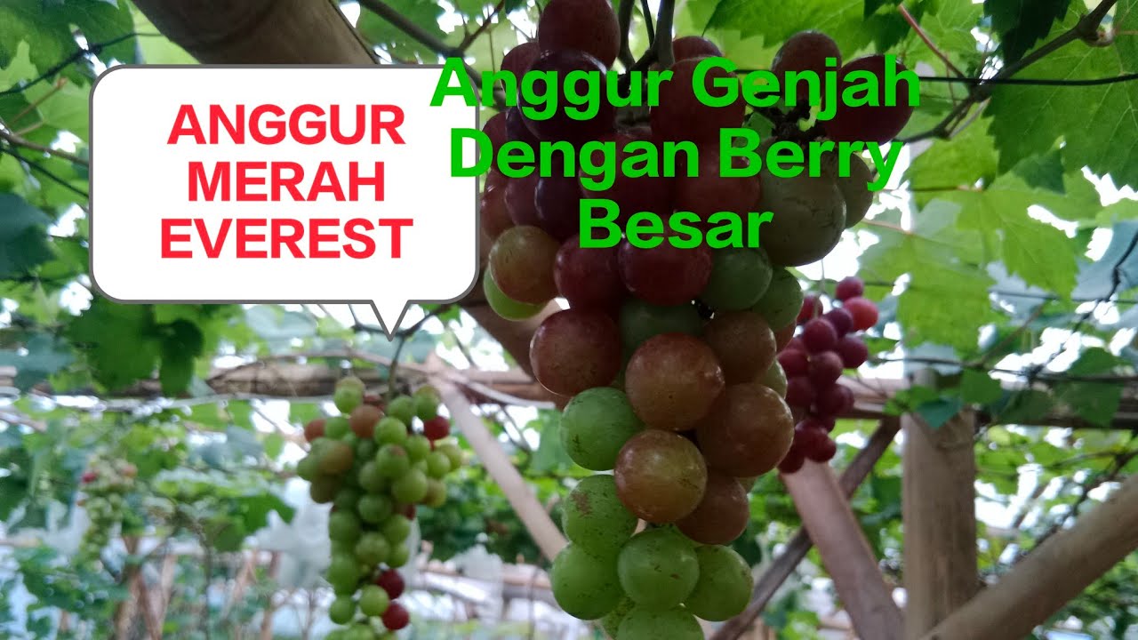 ANGGUR EVEREST|| Anggur Merah Yang sangat Genjah‼️ - YouTube