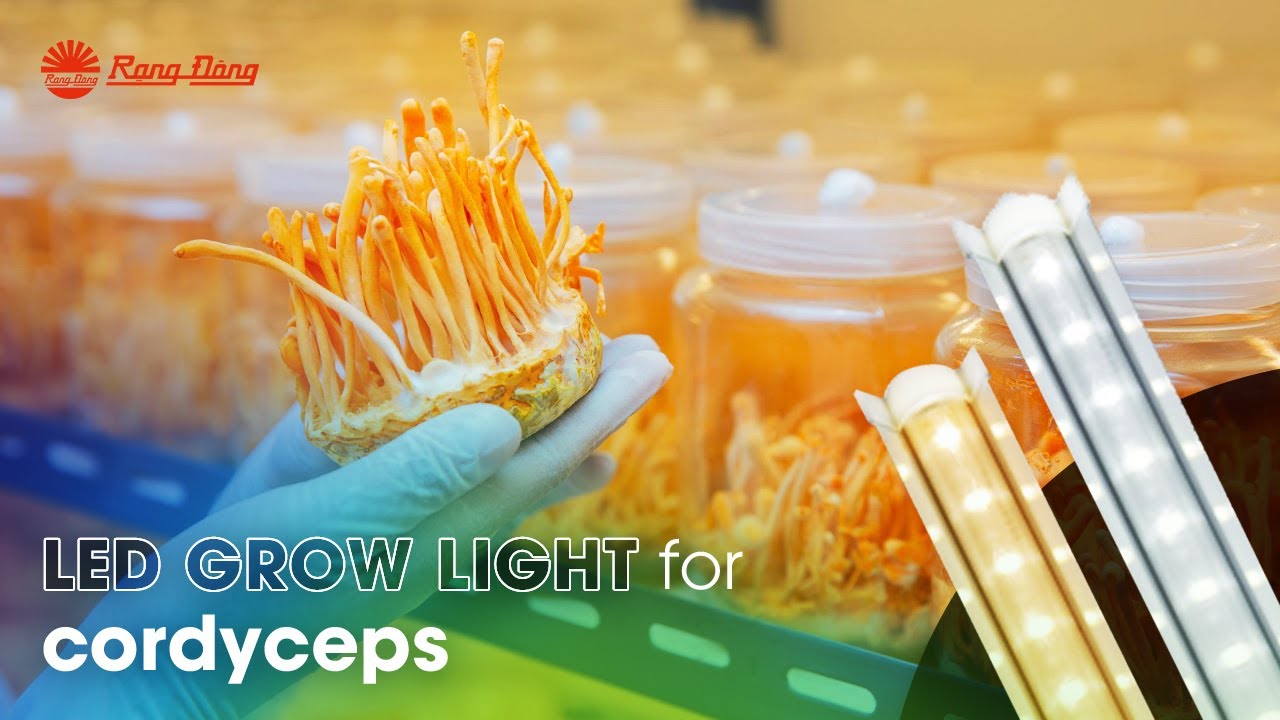 Rang Dong Lighting || Rang Dong LED Grow Light for Cordyceps - YouTube