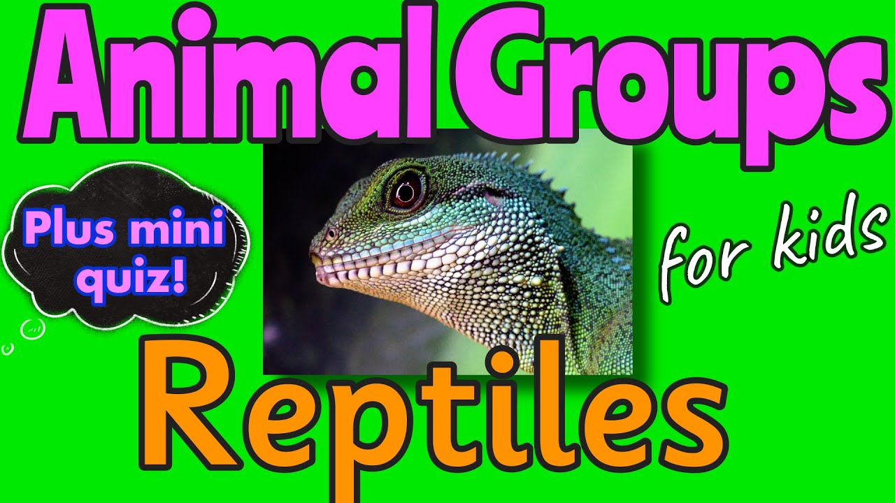 Animal Groups | REPTILES 🦎 for Kids by Miss Ellis #reptiles # ...
