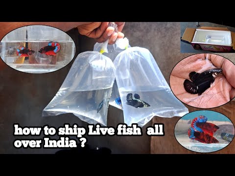 Live fish shipping all over india 🇮🇳 #hyderabad #allinteresting - YouTube