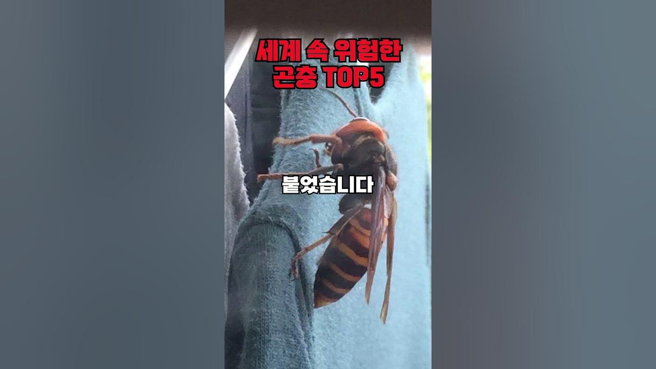 세계 속 위험한 곤충 Top5 Youtube