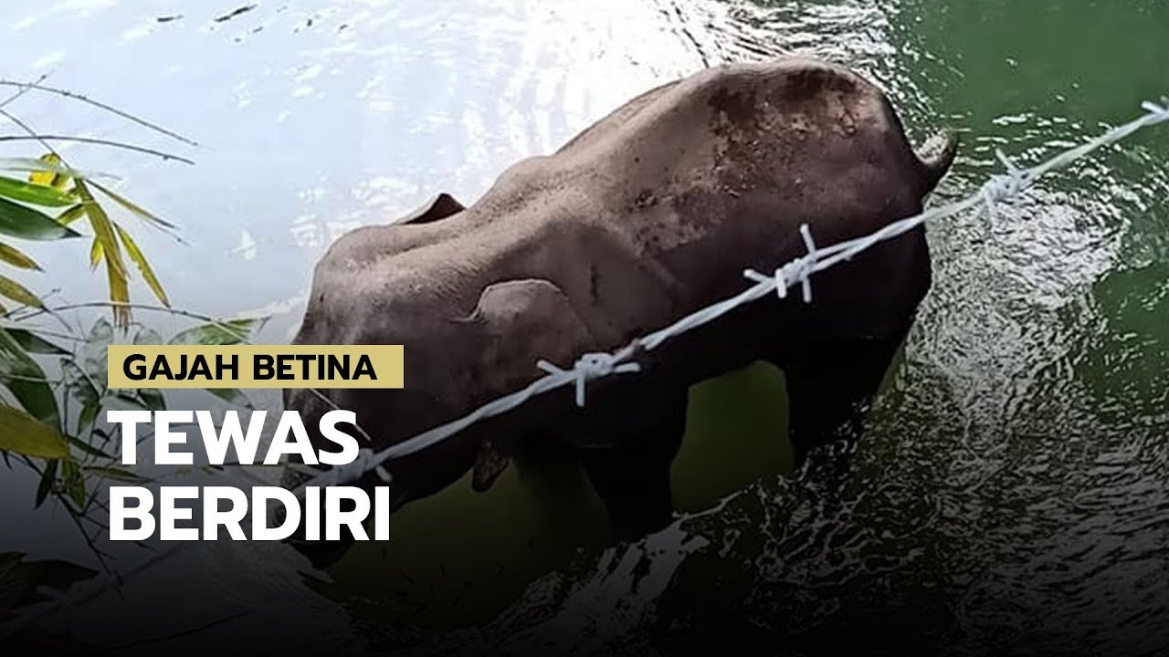 Seekor Gajah Betina yang Tengah Hamil Tewas Berdiri Karena Memakan ...