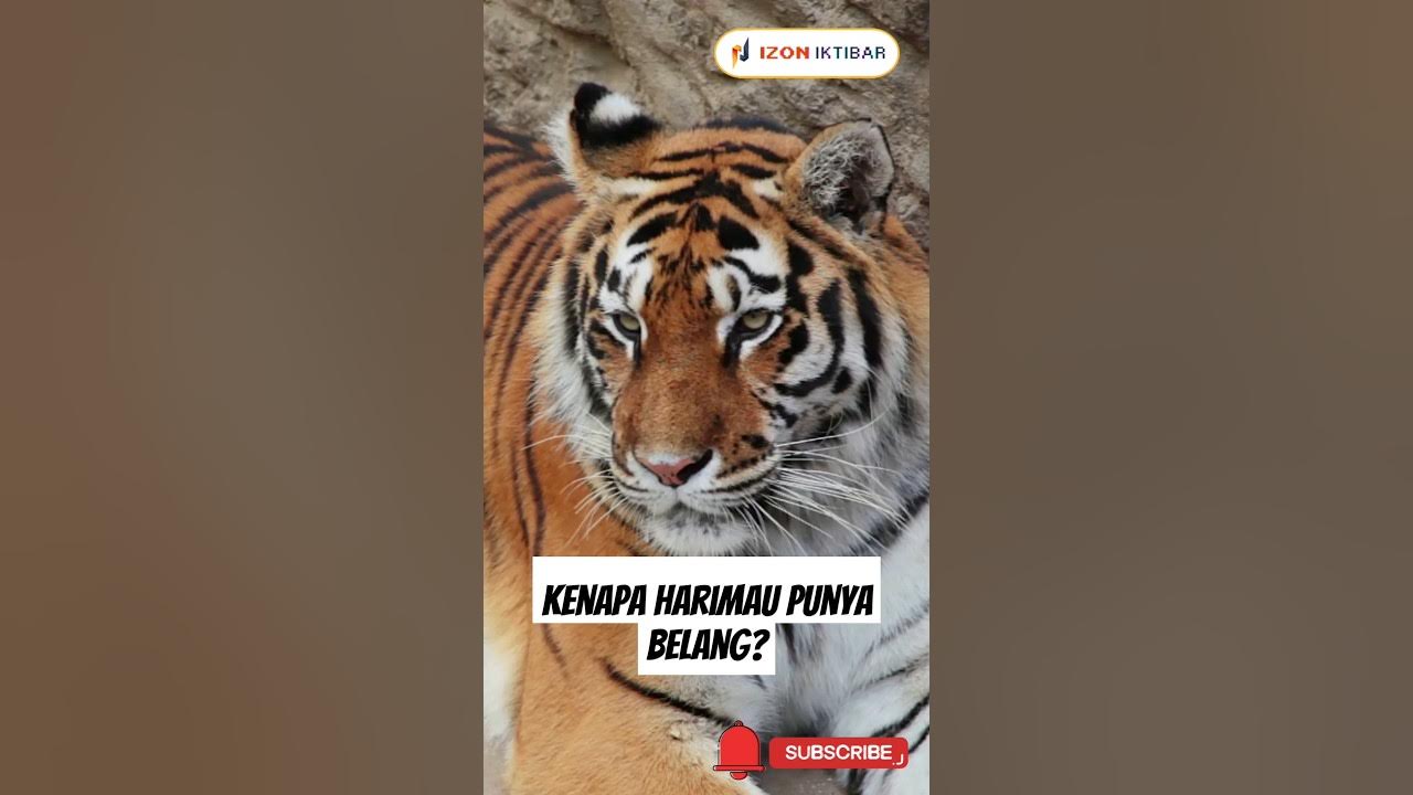 Kenapa Harimau Punya Belang?#short #shorts #facts - YouTube