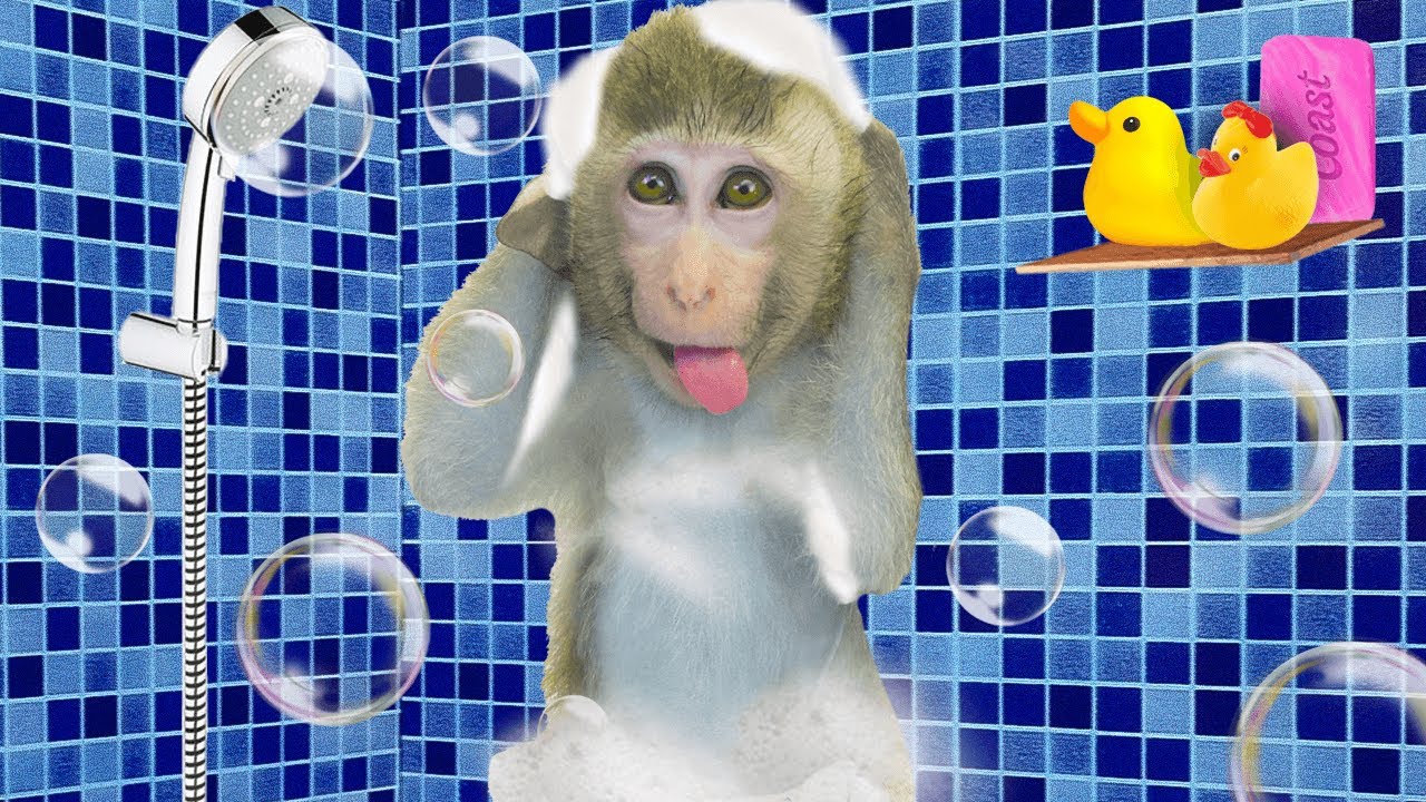KiKi Monkey bathing in the toilet and eating watermelon with ducklings ...