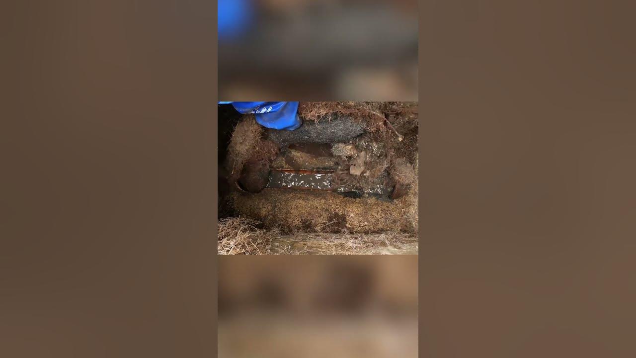 How To Remove Roots From Drains HUGE Root Removal diy howto how-to-remove-roots-from-drains-huge-root-removal-diy-howto