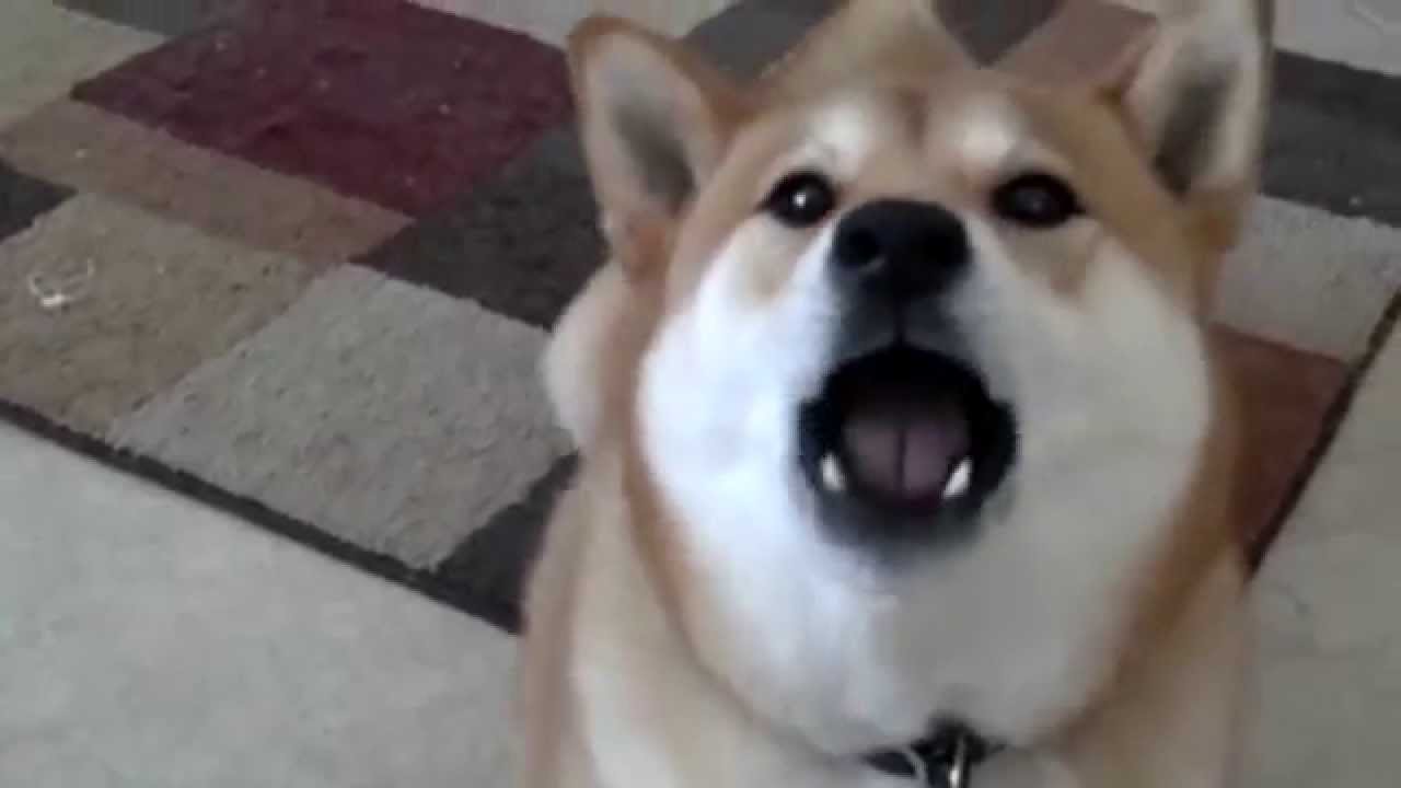 Dog, that says hello! - YouTube