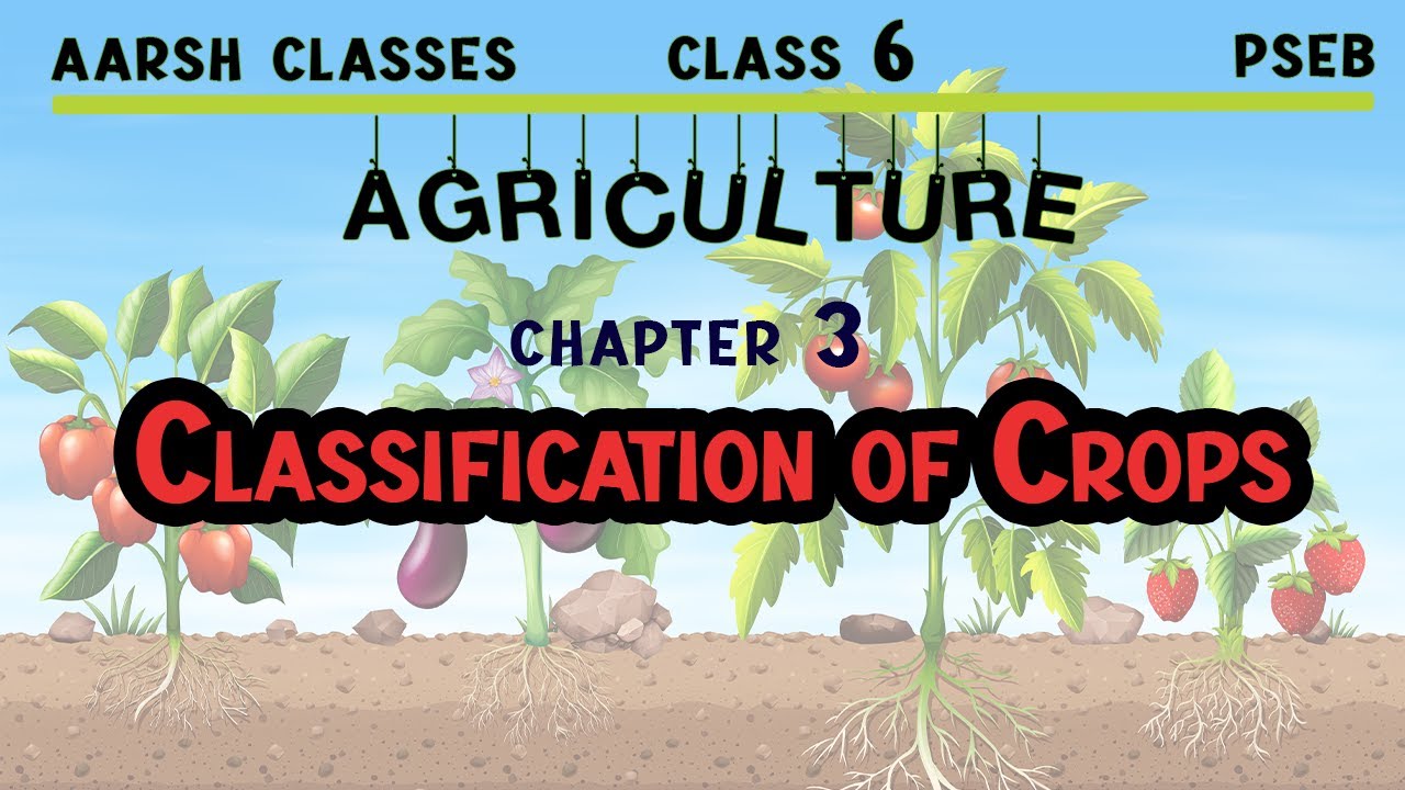 Class 6 PSEB Agriculture Chapter - 3 Classification of Crops # ...