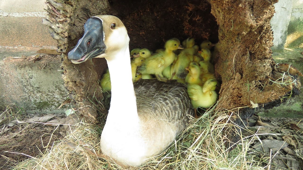 Wow! Ducklings Hatch From Eggs With Goose - Hatch a Lot Of Ducklings # ...
