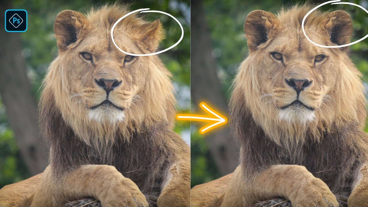 Lay down ear fix using clone stamp tools in photoshop in 2023 ...
