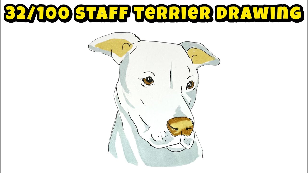 Masterclass in Drawing: 32/100 Staff Terrier – Beginner's Guide 100 ...