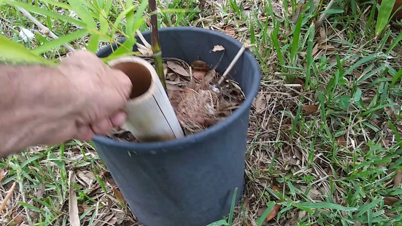 Cloning bamboo secrets - YouTube