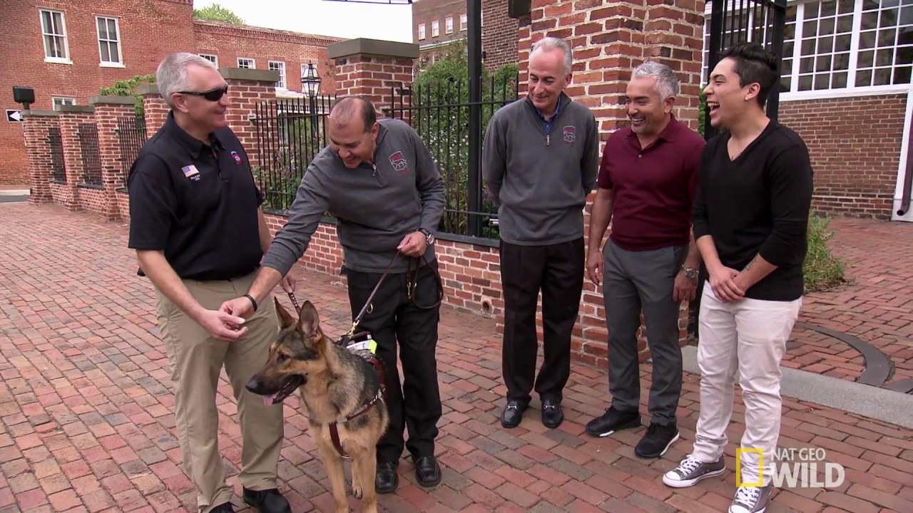 Cesar Millan's Dog Nation: Washington D.C. "Call Of Duty": Walking to ...