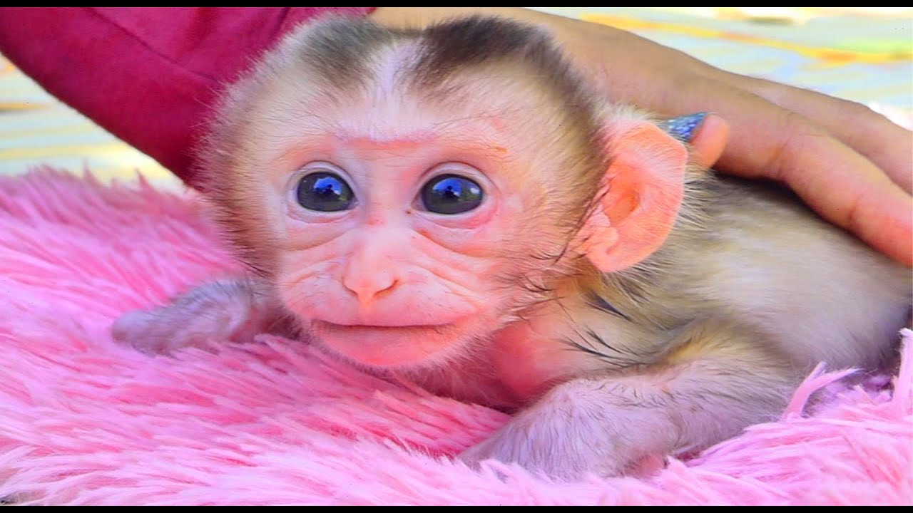 Best time for taking care baby Bou Bou _ Warmly paying attention # ...