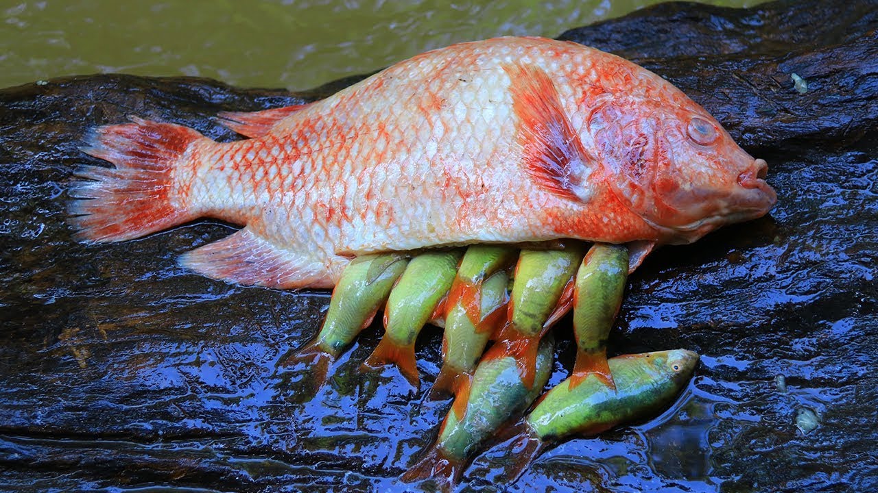 Unbelievable a lot Fish In Red Fish Stomach and then Cooking in forest ...