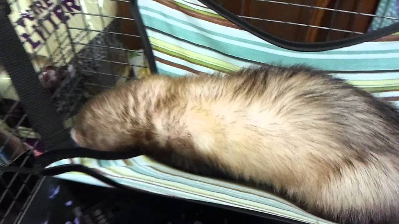 ferret chew sticks! - YouTube