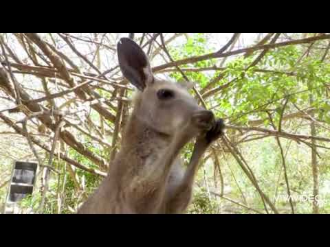 kenquri haqqında məlumat