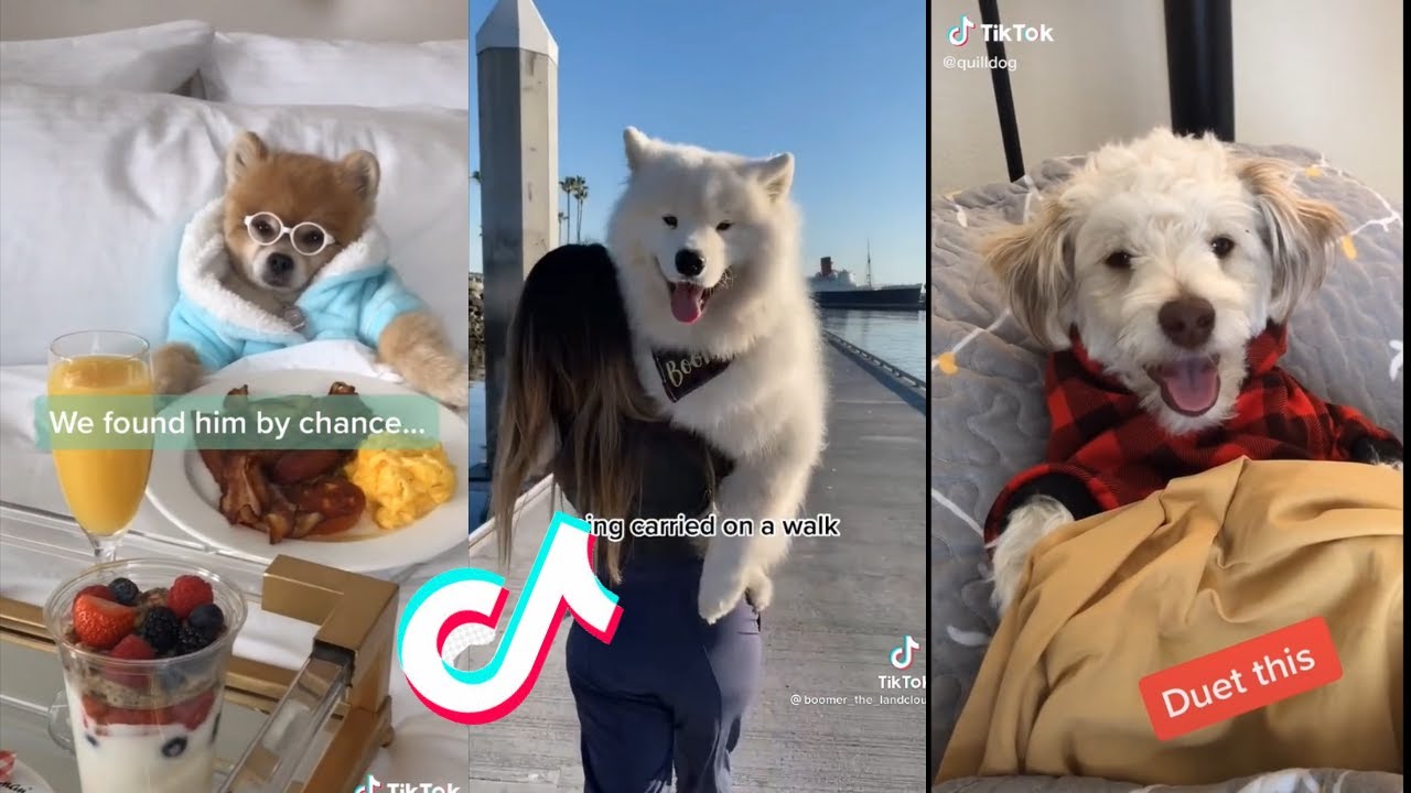 Most Spoiled Animals Living The Good Life Compilation - YouTube