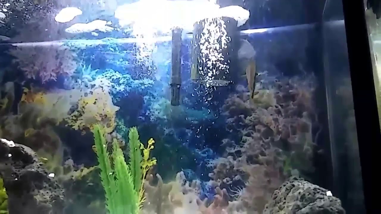 Koala DeVille my female dovii cichlid - YouTube