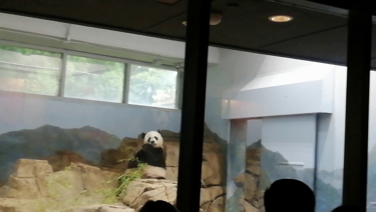 Panda at Washington dc - YouTube