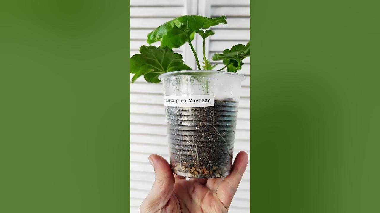 Как легко зимой укоренить черенки пеларгонии. #герань #пеларгония - YouTube