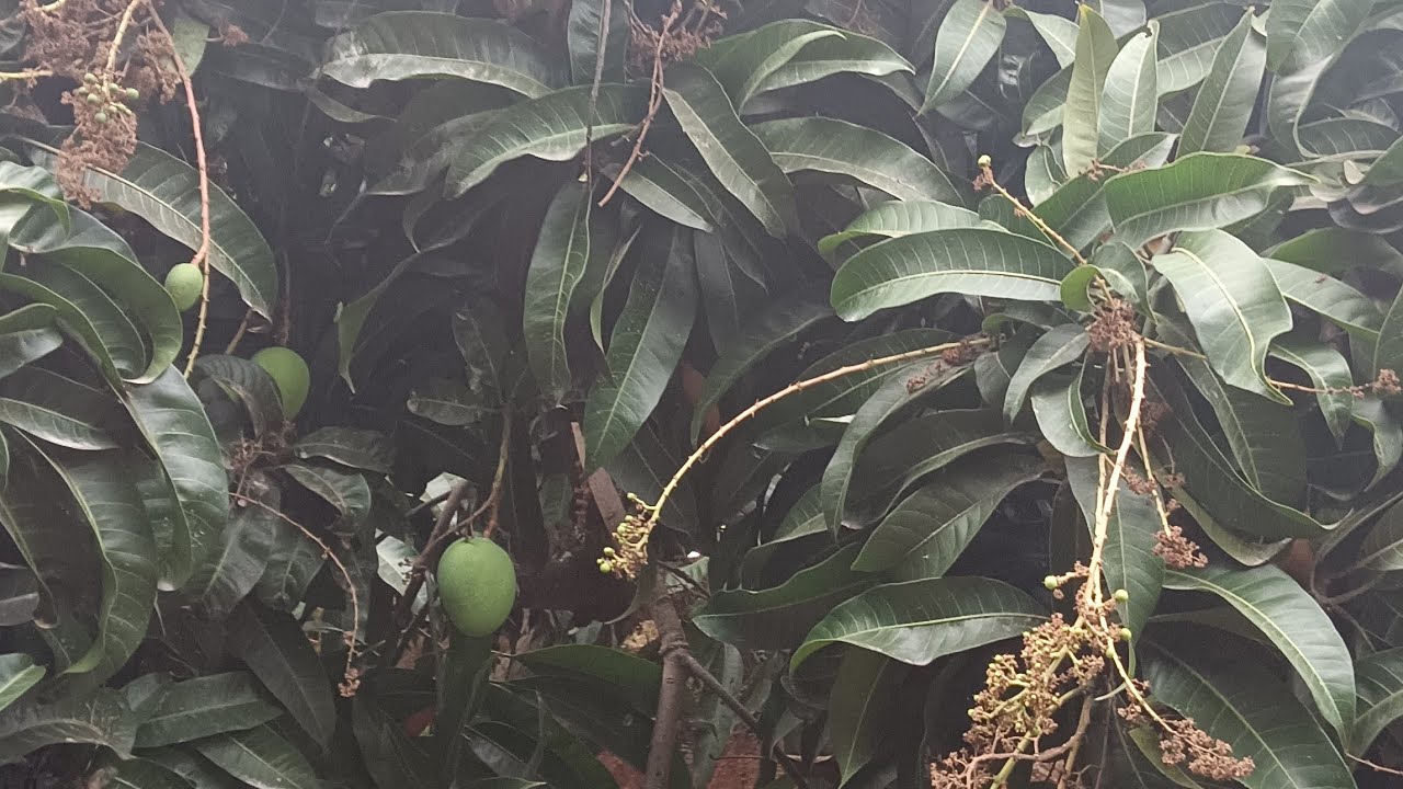 மாவிலை பயன் மாவிலை தோரணம் வீட்டிற்கு ஐஸ்வர்யம் தரும் |கடன் தீர்க்கும் # ...