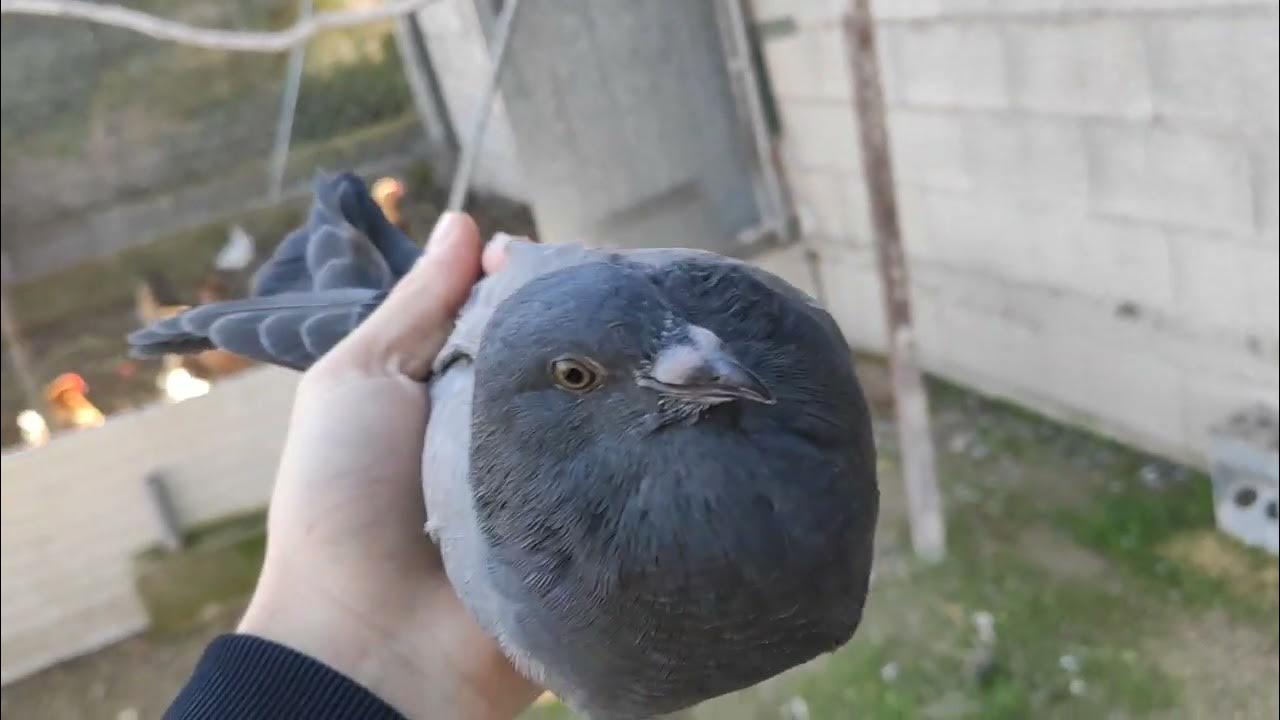 Destetamos a los pichones y nueva puesta! - YouTube