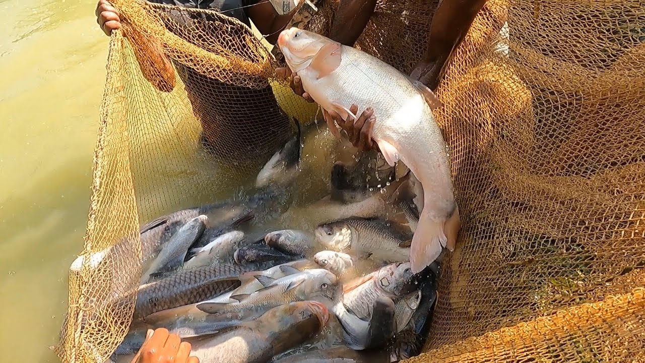 Catching Big Fish | Awesome Net Fishing Video | Best Fishing Fishing ...