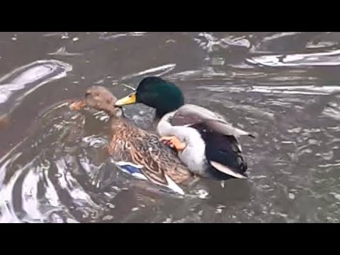 accouplement des canards - YouTube